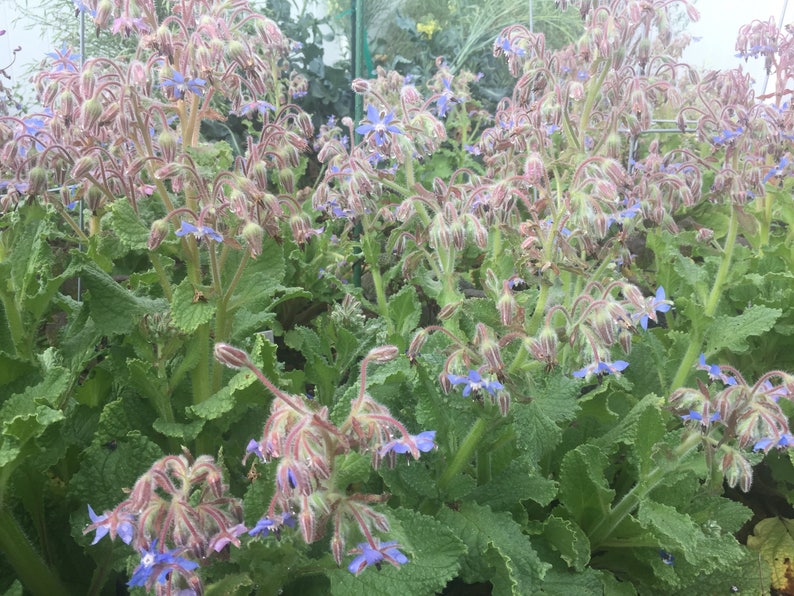 Borage, Borago Officinalis, Organic, 30 Seeds per Pack, Heirloom Seeds ...