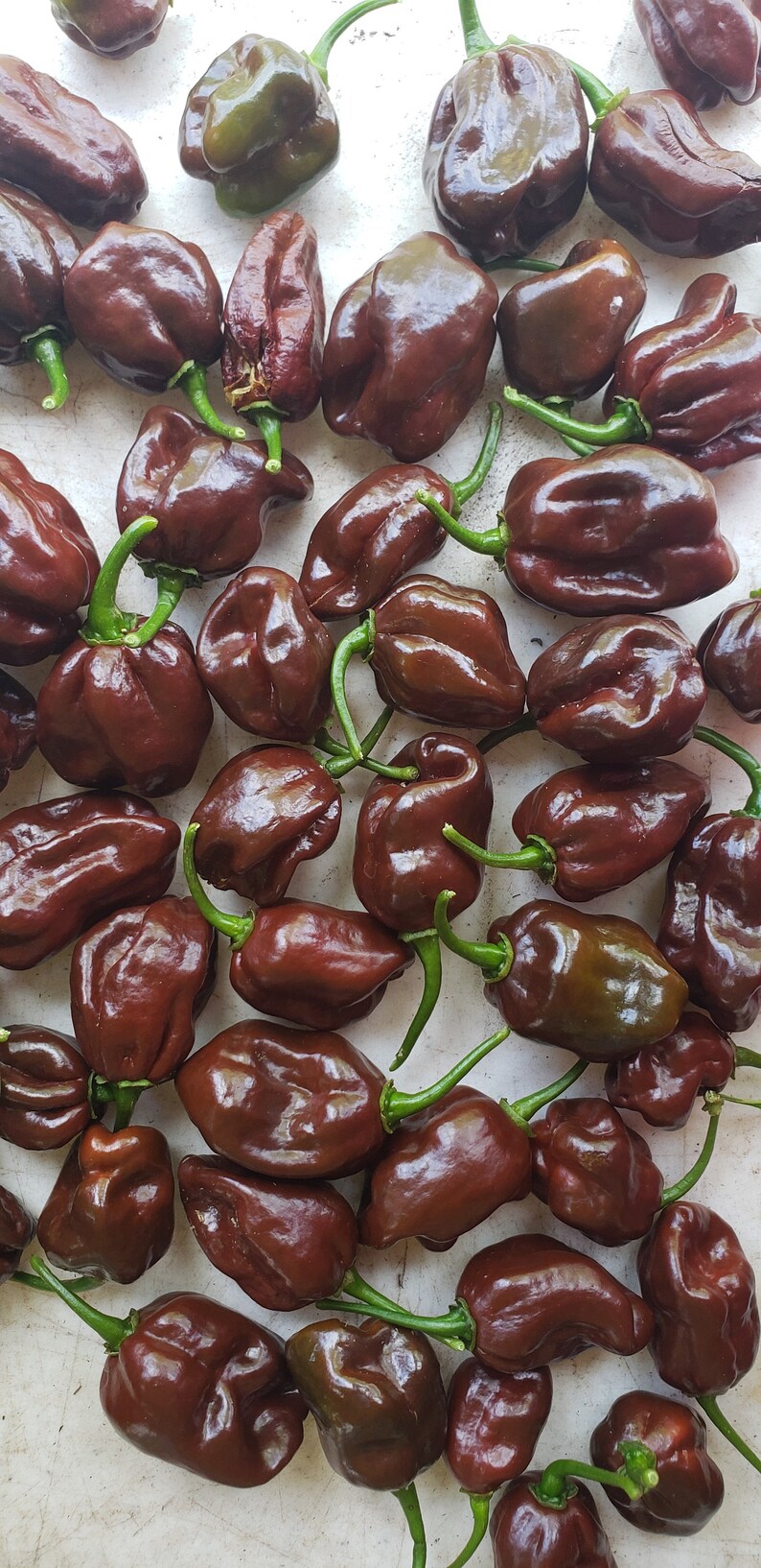 Pepper Jamaican Hot Chocolate Capsicum Chinense Seed Pack - Etsy