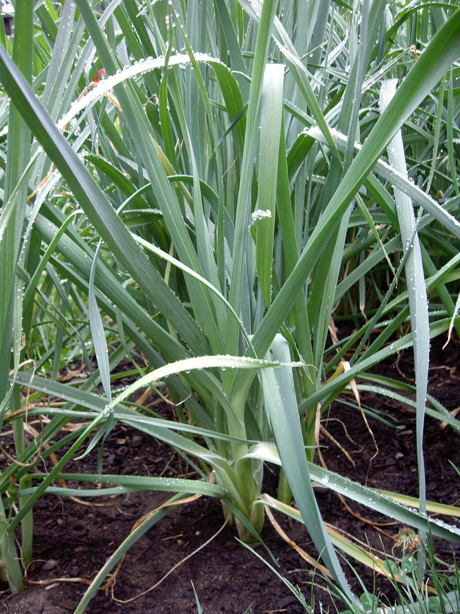 Leek, Giant Musselburgh, Allium Ampeloprasum, 50 Seeds per Pack ...