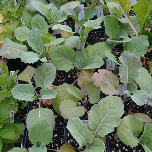 Collards, Georgia Southern Creole Collards, Brassica Oleracea, 75 Seeds ...