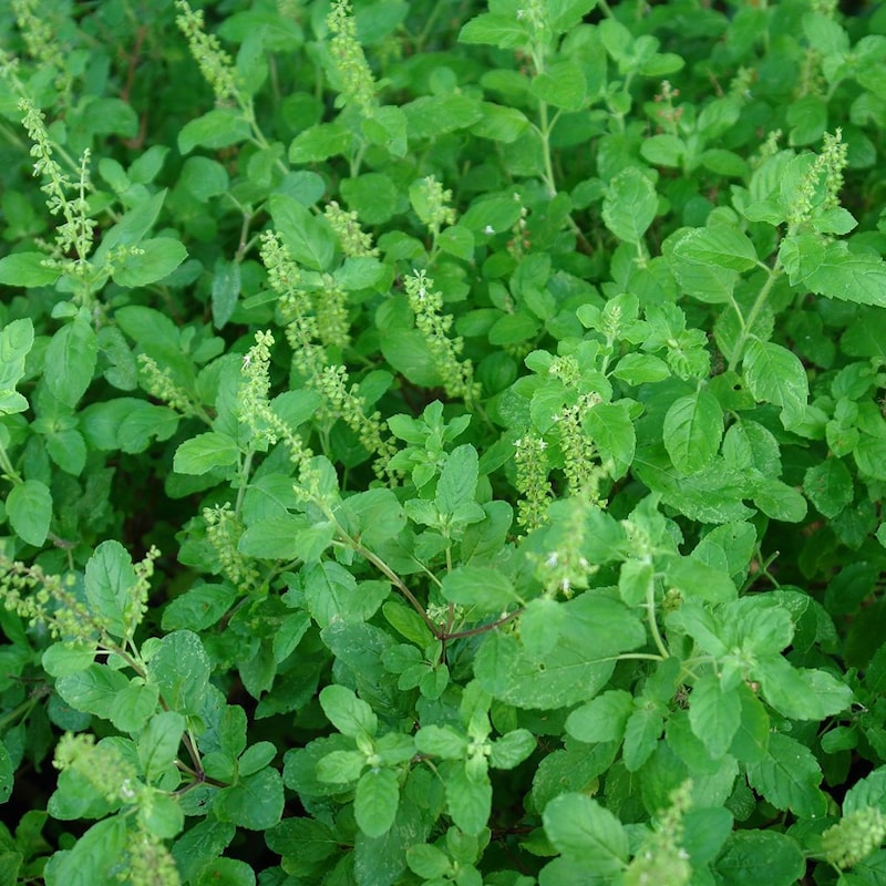 Tulsi Seeds - Etsy