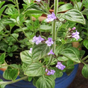 Nepetilla, Calamintha Nepeta, Medicinal Seeds, Organic, 50 Seeds per ...