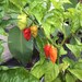 Peppers, Sweet Datil Pepper, Capsimum Chinense, Sweet Datil Pepper ...