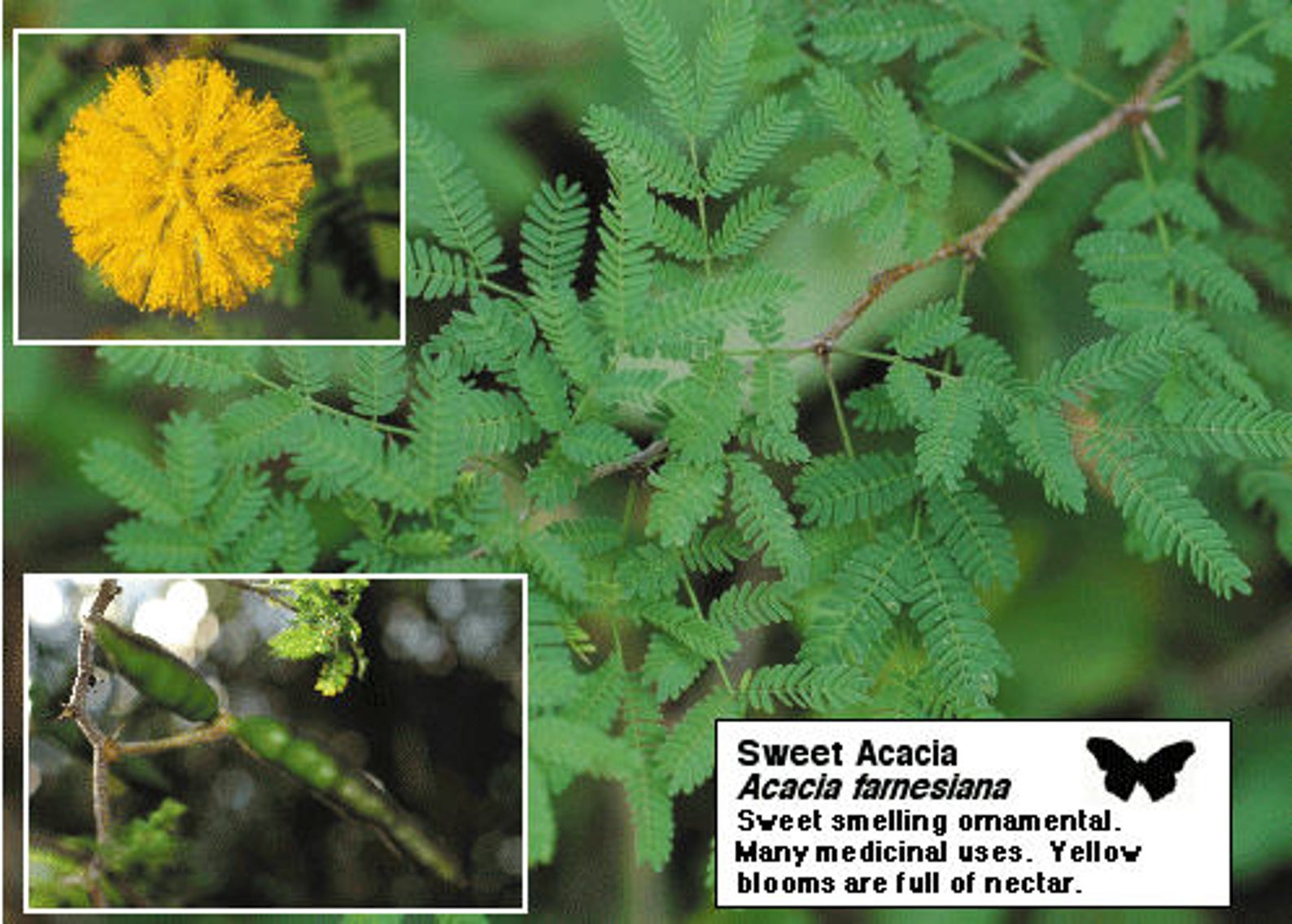 Acacia Sweet Sweet Acacia Acacia Farnesiana 10 Seeds per - Etsy