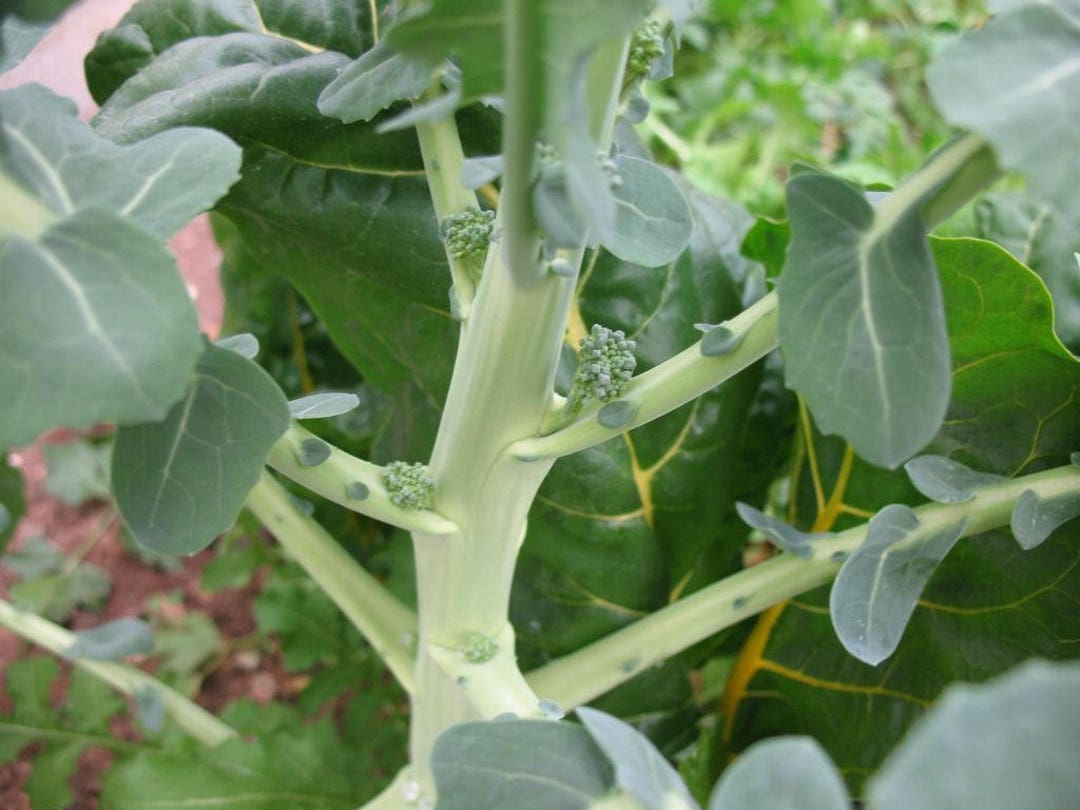 Broccoli, Calabrese Green Sprouting, Brassica Oleracea, Organic, 100 ...