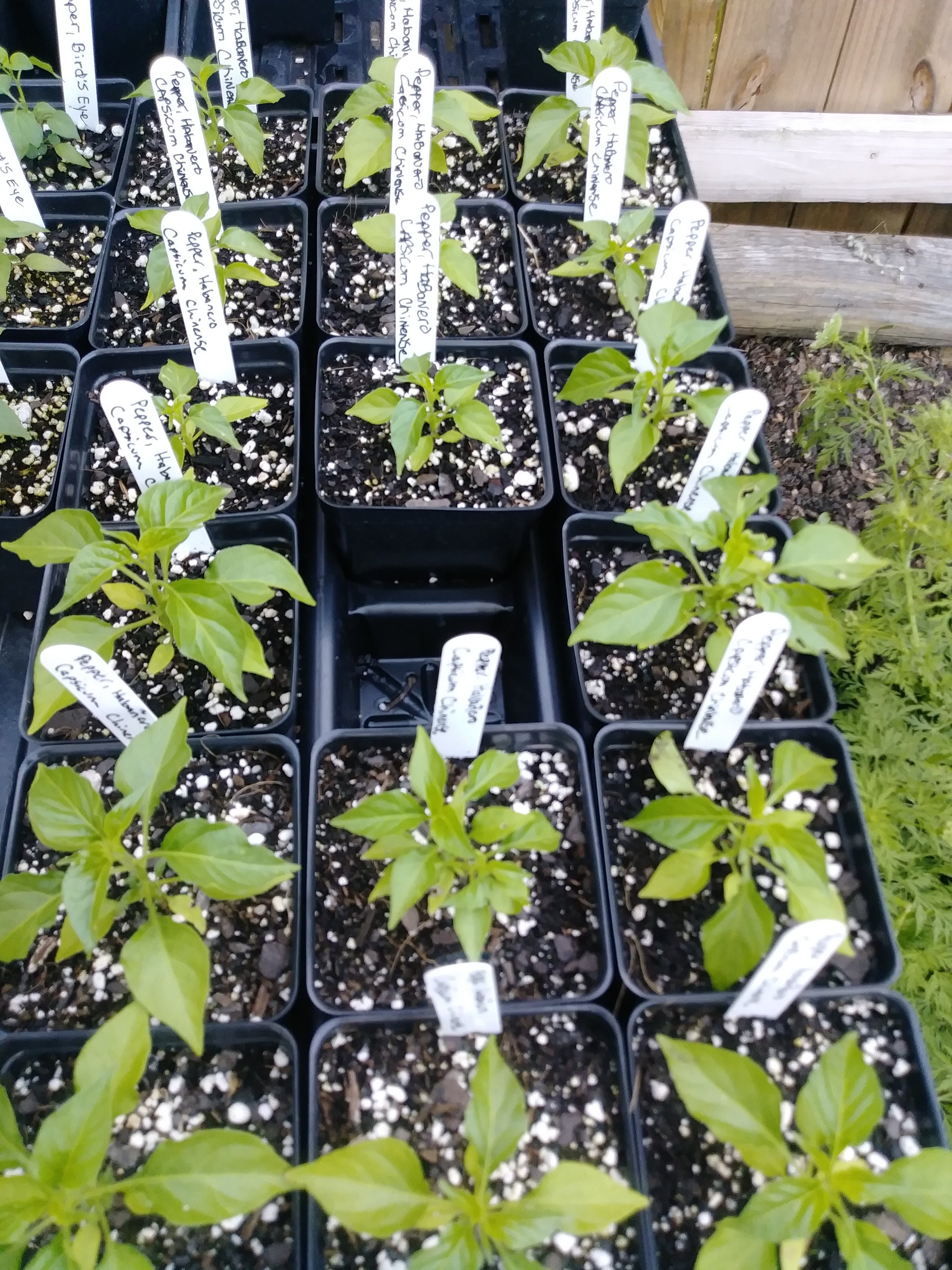 Habanero Plant Stages