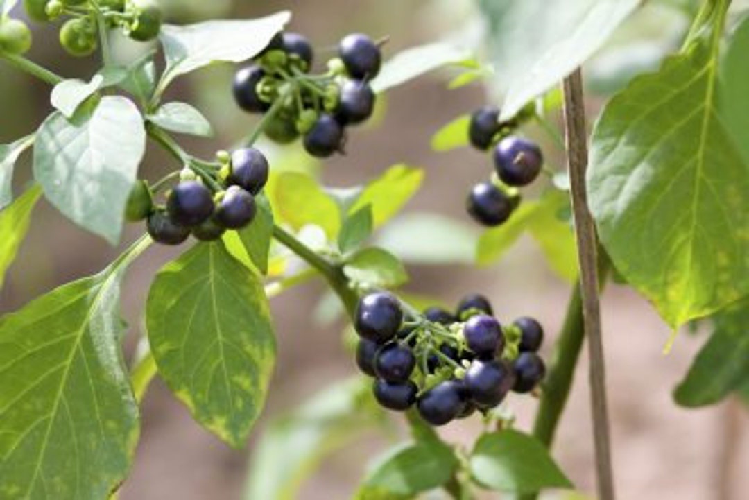 Sunberry, Solanum Retroflexum, Organic Seeds, Edible Seeds,75 Seeds per ...