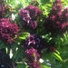 Cardinal Basil, Ocimum Basilicum, Organic, GMO Free, 75 Seeds per Pack ...