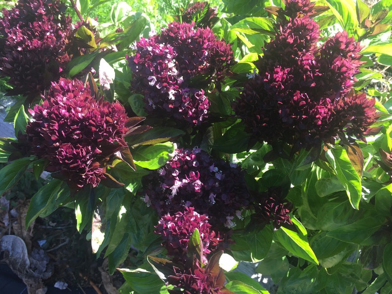 Cardinal Basil Ocimum Basilicum Organic GMO Free 75 Seeds - Etsy