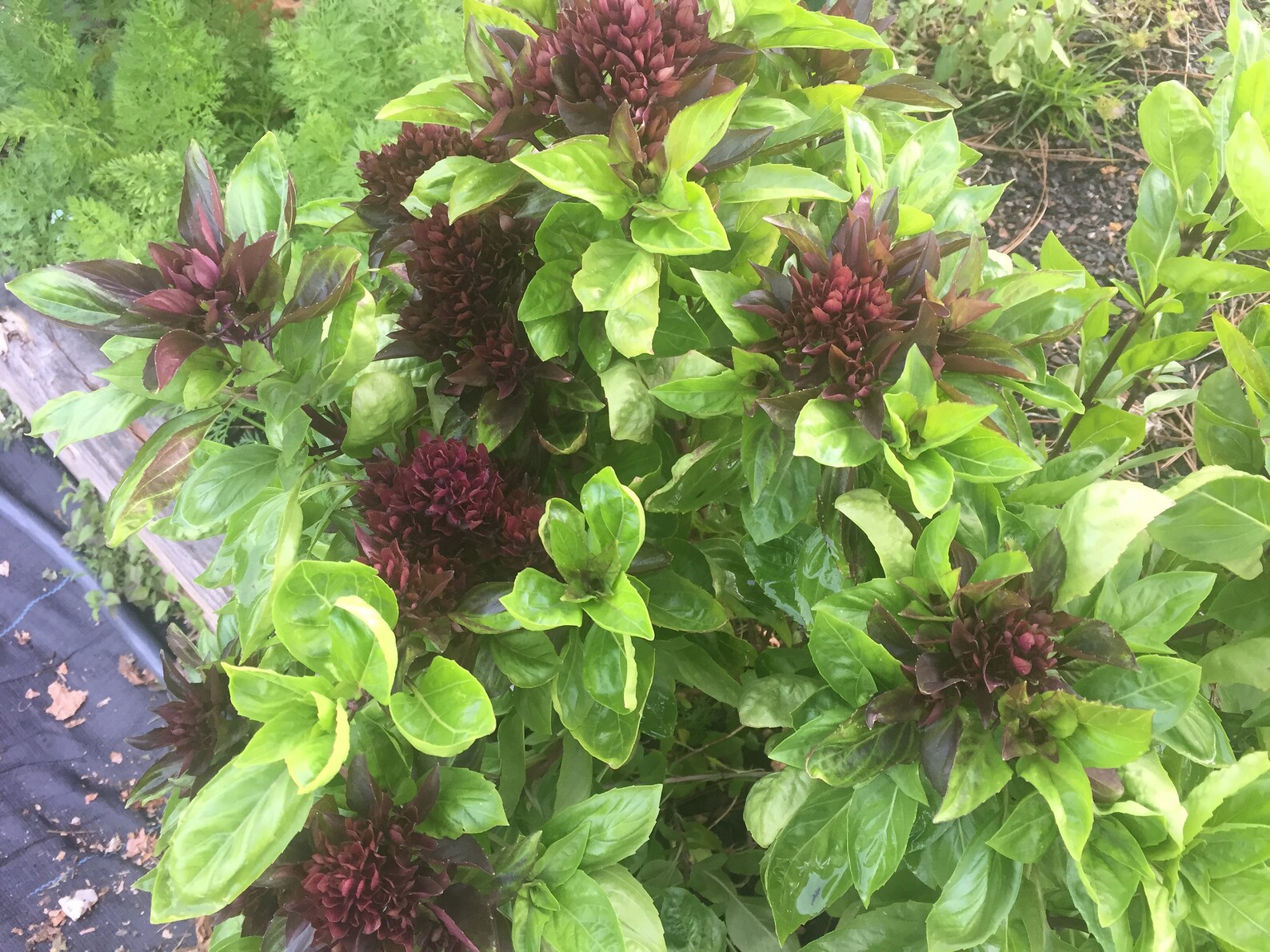 Cardinal Basil, Ocimum Basilicum, Organic, GMO Free, 75 Seeds per Pack ...