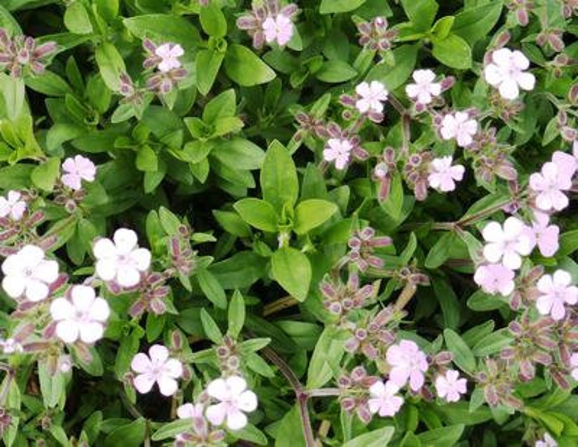 Soapwort, Saponaria Officinalis, 50 Seeds per Pack, Organic ...