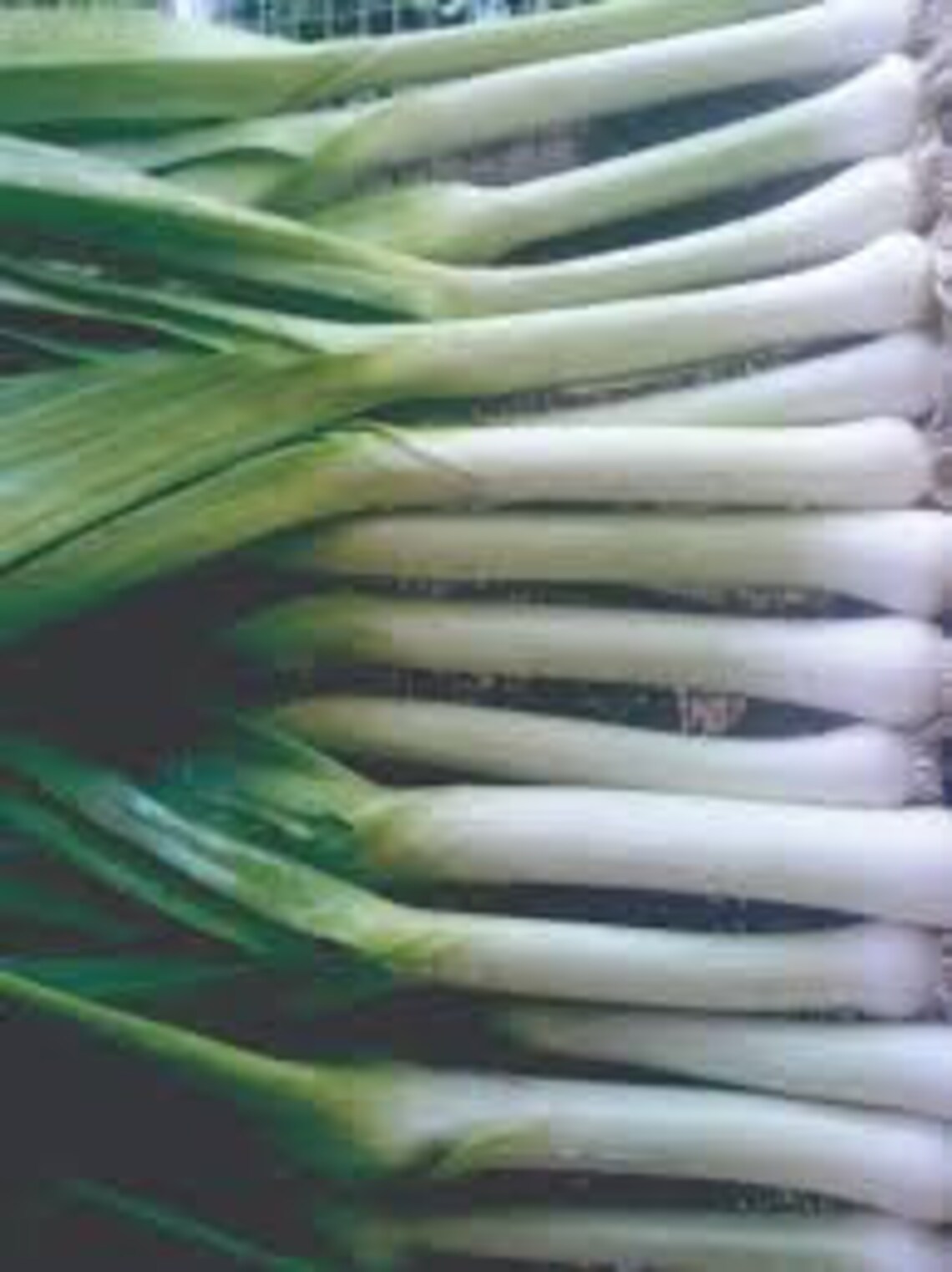Leek, Giant Musselburgh, Allium Ampeloprasum, 50 Seeds per Pack ...