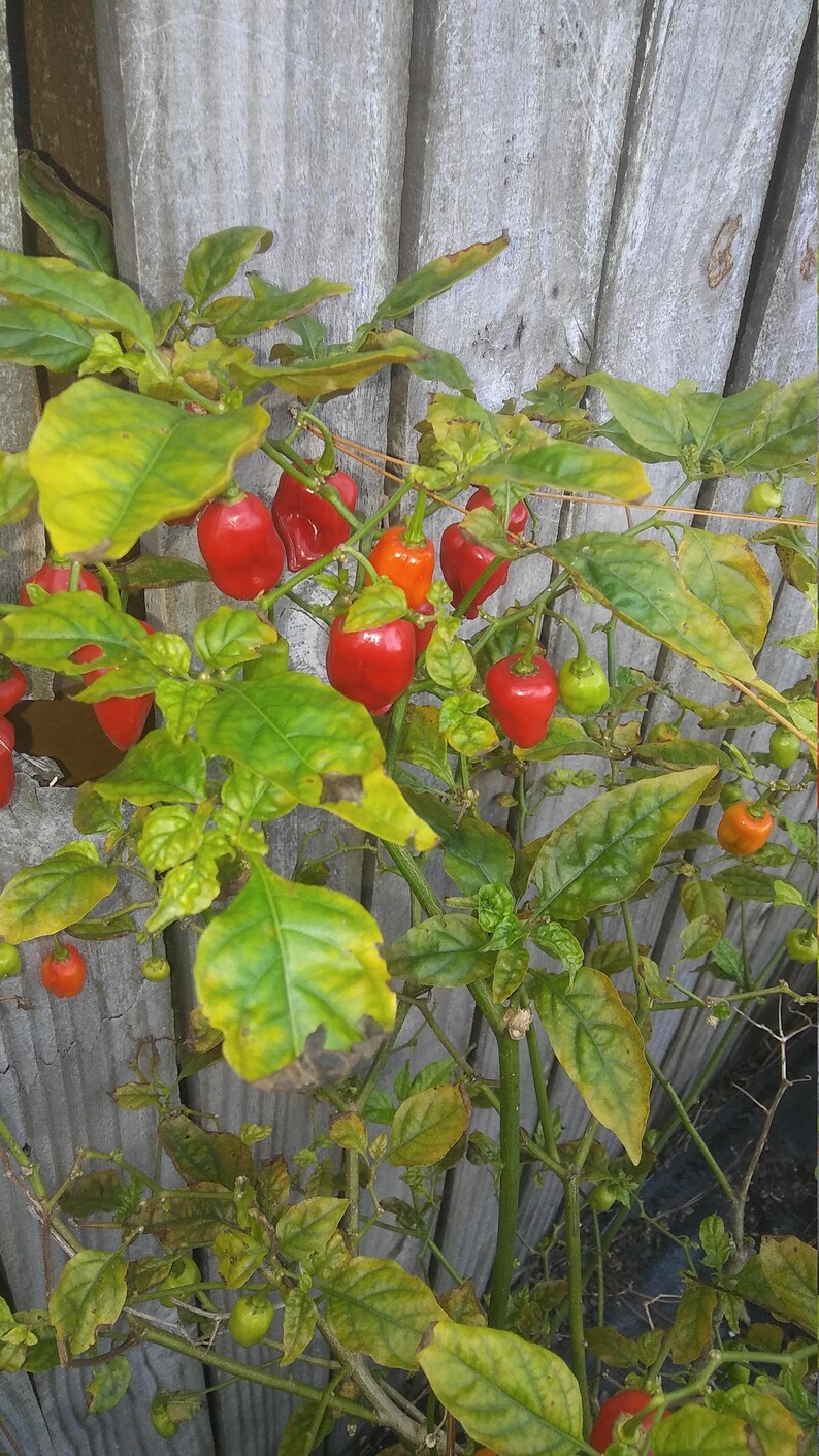 Sweet datil peppers 4in Potted Plant organic heirloom GMO | Etsy