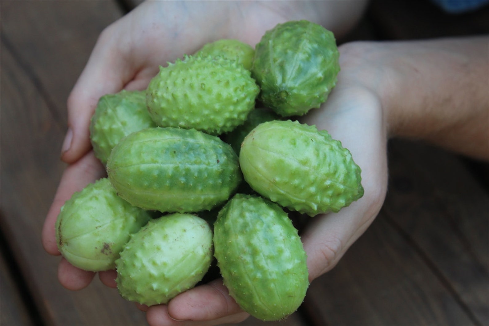Jamaican Burr Gherkin, Cucumis Anguria, Cucurbitaceae, Organic, 35 ...