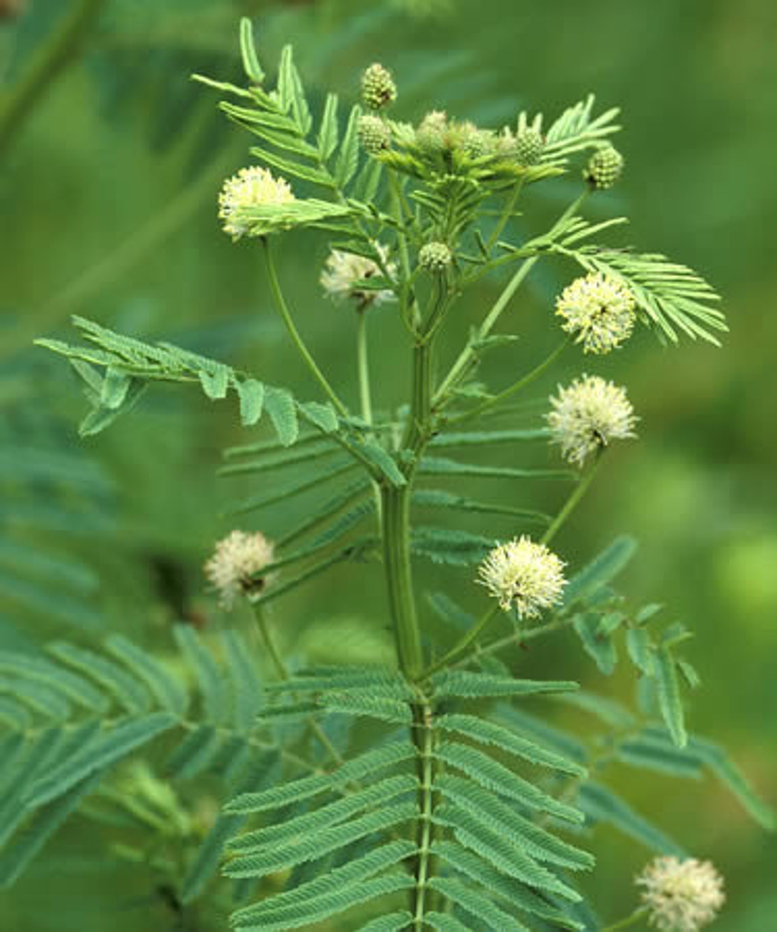 Illinois Bundleflower Desmanthus Illinoensis 4in Potted | Etsy