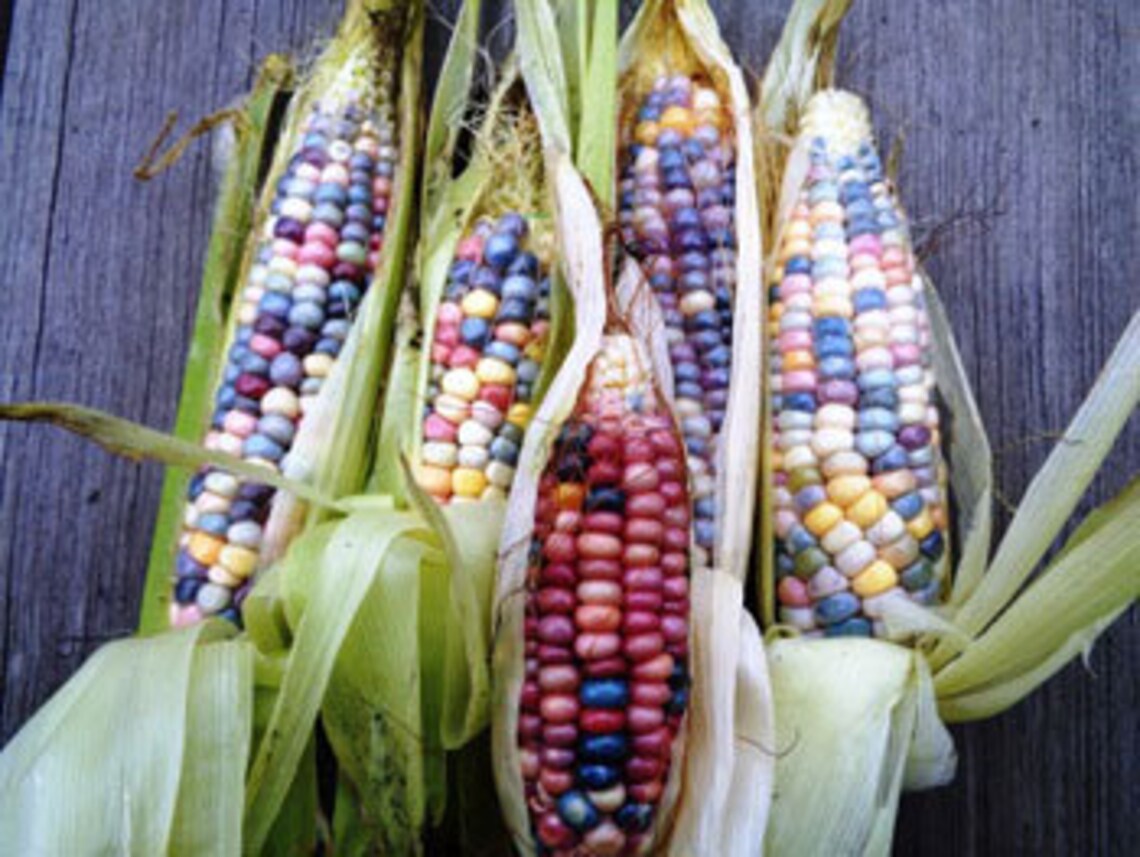Corn, Glass Gem, Zea Mays Var. Glass Gem, 20 Seeds per Pack, Poaceae ...
