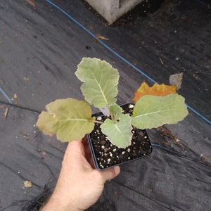 Collards, Georgia Southern Creole Collards, Brassica Oleracea, 75 Seeds ...