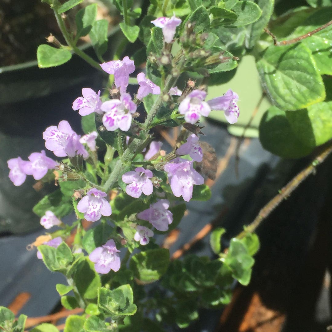 Medicinal Seeds, Nepitella, Calamintha Nepeta, Organic, 50 Seeds per ...