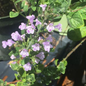 Nepetilla, Calamintha Nepeta, Medicinal Seeds, Organic, 50 Seeds per ...