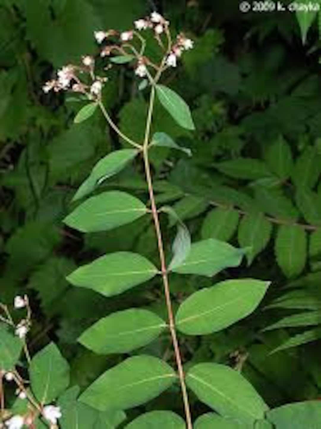 Medicinal Seeds, Dogbane, Apocynum Cannabinum, Apocynaceae, 20 Seeds ...