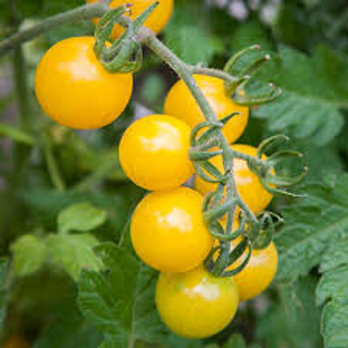 Tomato Seeds Lemon Drop Lemon Drop Tomato Solanum | Etsy