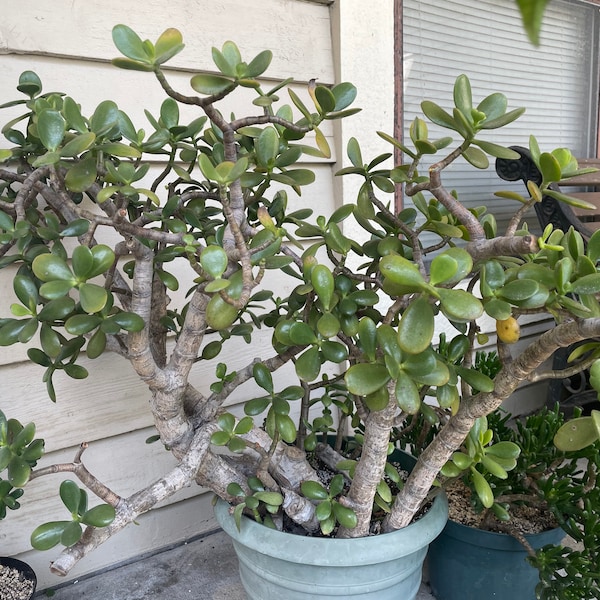 Large Jade Plant - Etsy