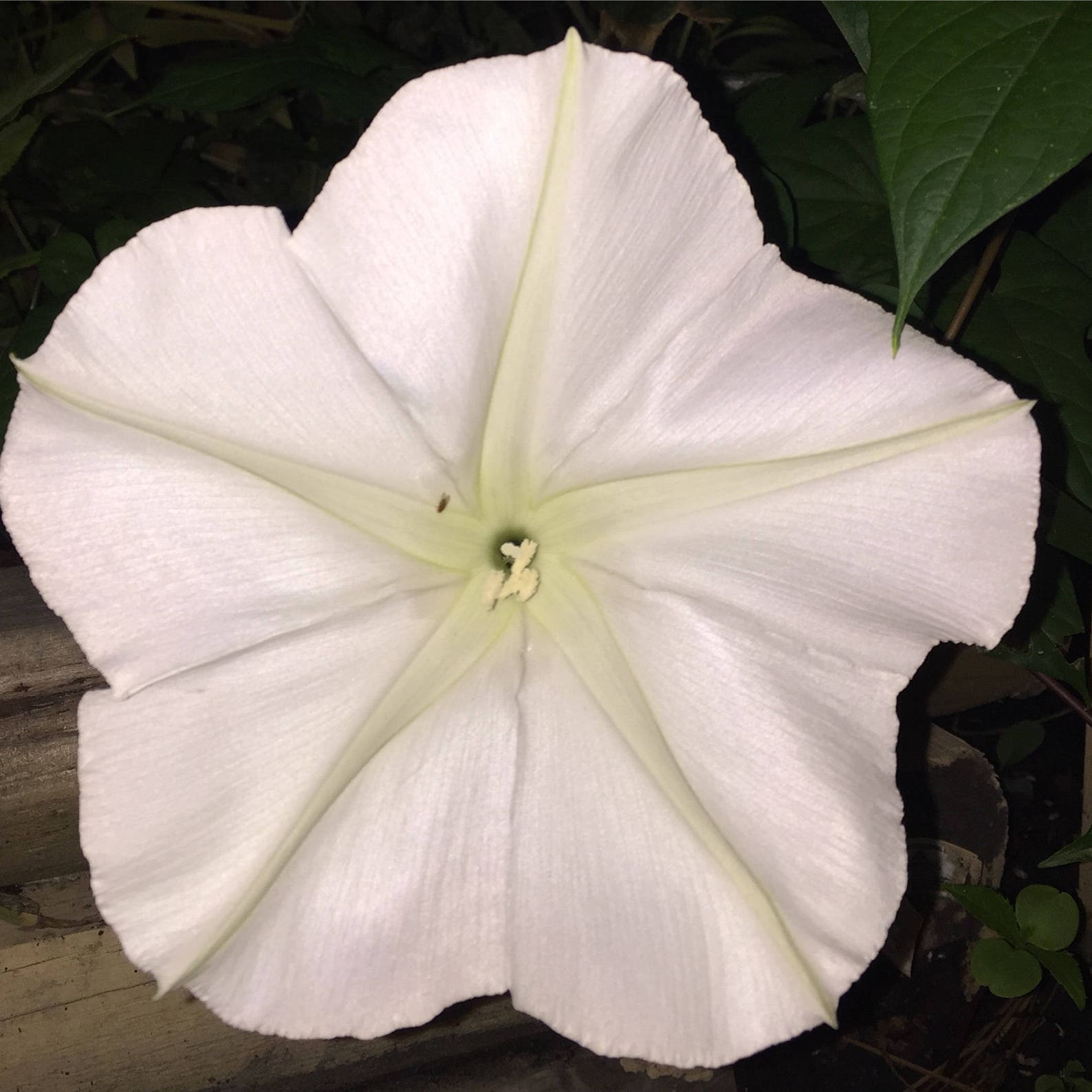 Moonflower, Ipomoea Alba, Organic, 15 Seeds per Pack, Tropical White ...