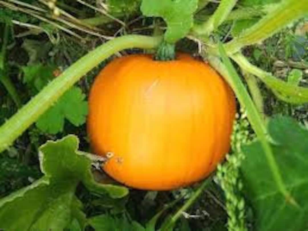 Pumpkin, Jack O' Lantern Pumpkin, Cucurbita Maxima, 15 Seeds per Pack ...
