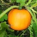 Pumpkin, Jack O' Lantern Pumpkin, Cucurbita Maxima, 15 Seeds per Pack ...