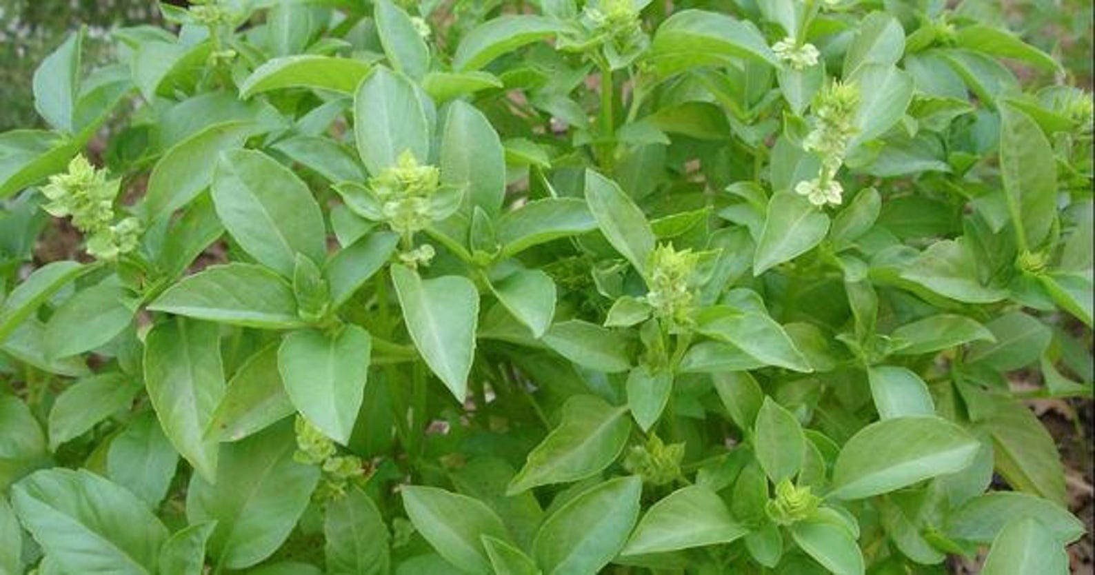 Kivumbasi Lime Basil Ocimum Canum Lamiaceae Edible Seeds - Etsy