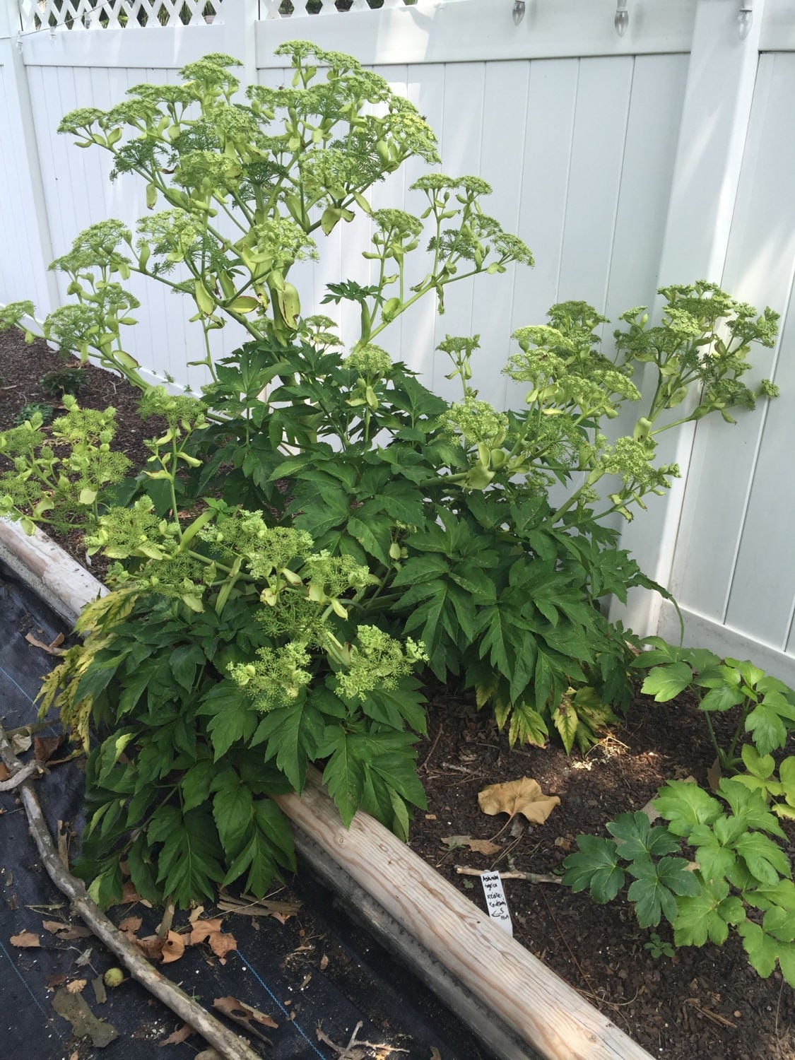 Ashitaba Angelica Keiskei Koidzumi Medicinal Seeds Organic - Etsy Singapore