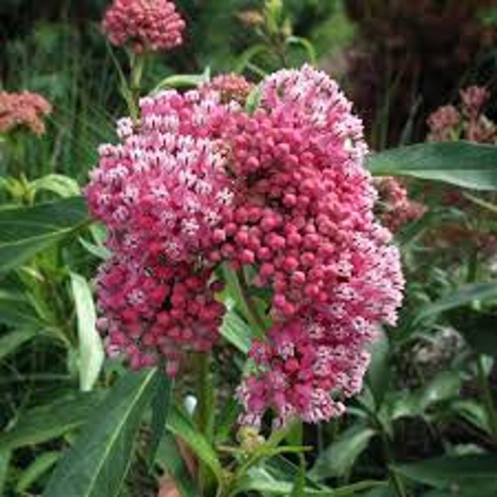 Milkweed Pink Swamp Asclepias Incarnata 25 Seeds per Pack | Etsy