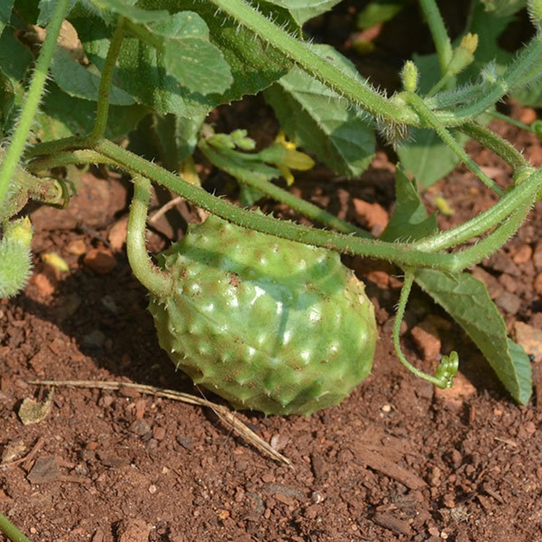 Jamaican Burr Gherkin, Cucumis Anguria, Cucurbitaceae, Organic, 35 ...