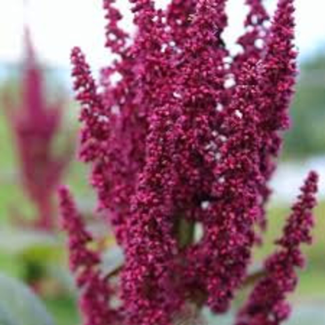Amaranth Rio San Lorenzo Amaranthus Sp. 100 Seeds per Pack | Etsy