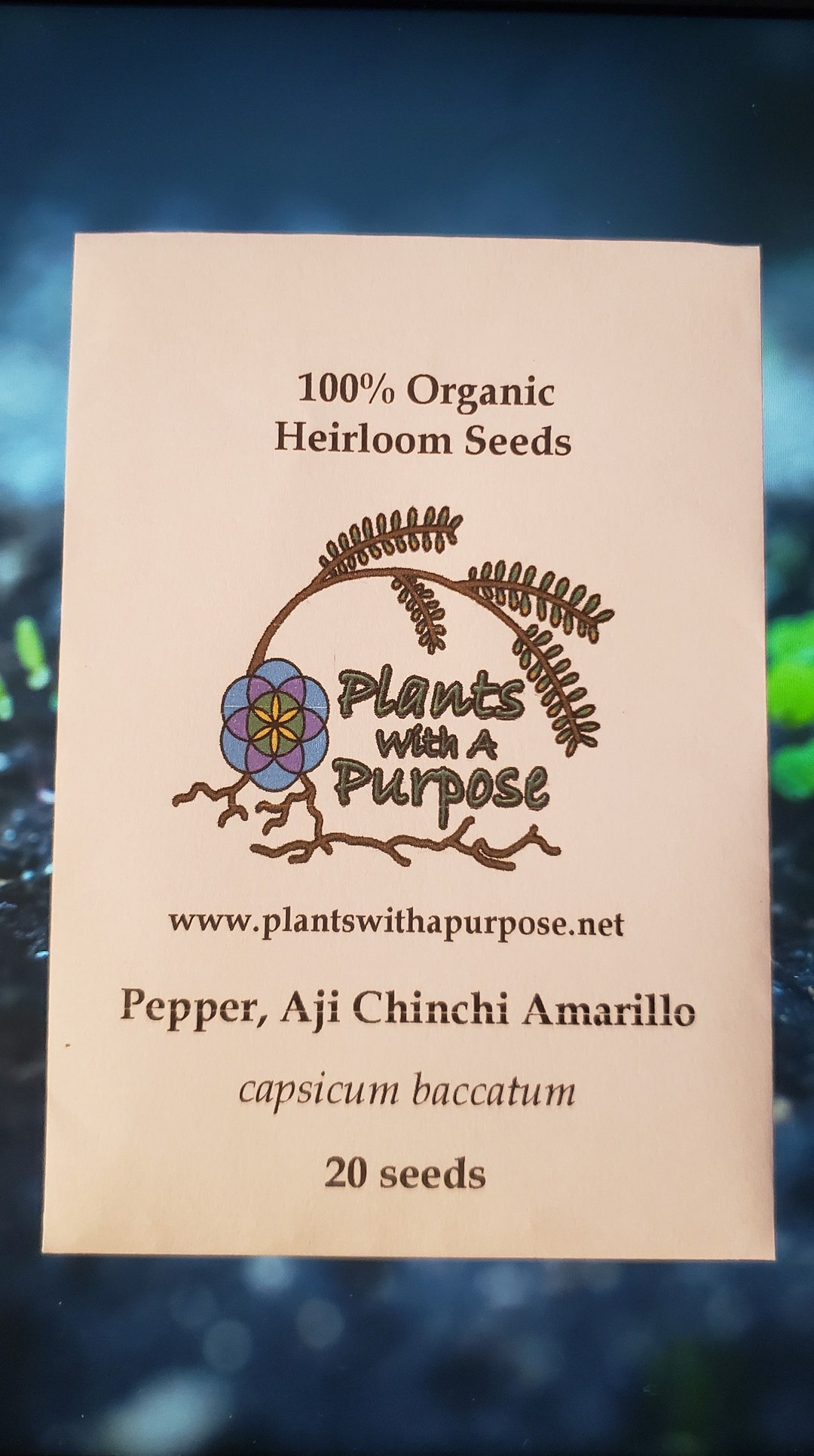 Pepper, Aji Chinchi Amarillo, Capsicum Baccatum Seed Pack, 20 Organic ...