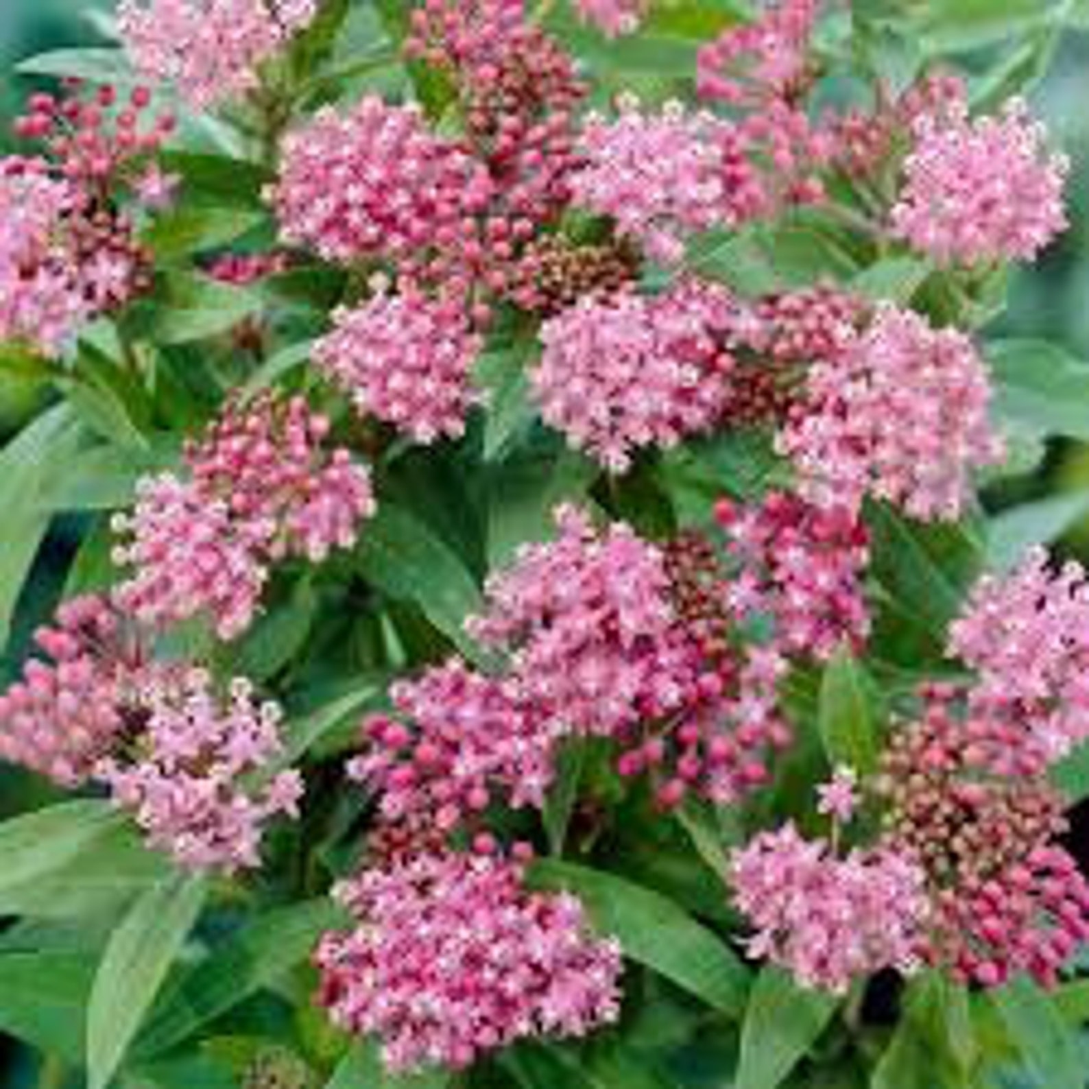 Milkweed Pink Swamp Asclepias incarnata 25 Seeds Per Pack | Etsy