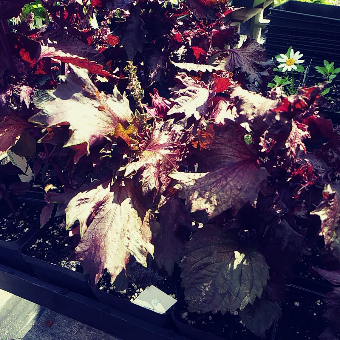 Purple Perilla shiso perilla Fruteuscens Medicinal Plants - Etsy