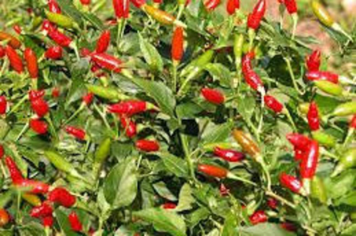 Pepper Seeds Grove Pepper Organic Capsicum Annum Pequin 20 - Etsy