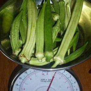 Edible Seeds Okra Coffee Abigail's Coffee Okra | Etsy