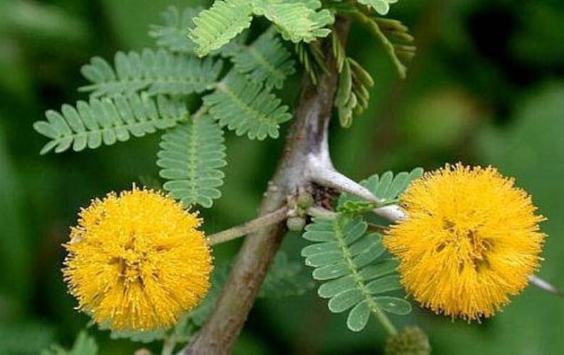 Acacia Sweet Sweet Acacia Acacia Farnesiana 10 Seeds per - Etsy