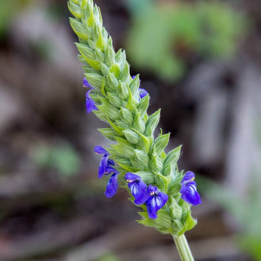 Chia, Salvia Hispanica, Organic, Medicinal Seeds, 100 Seeds per Pack ...