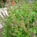 Kivumbasi Lime Basil, Ocimum Canum, Lamiaceae , Edible, Seeds, GMO Free ...