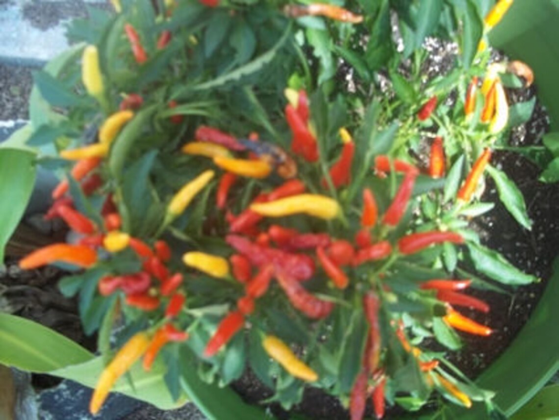 Pepper Seeds Grove Pepper Organic Capsicum Annum Pequin 20 - Etsy