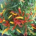 Pepper Seeds Grove Pepper Organic Capsicum Annum Pequin 20 - Etsy