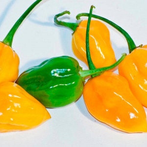 Pepper, Caribbean Yellow Seed Pack, Capsicum Chinense, 20 Seeds ...