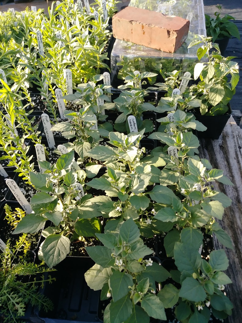 Sunberry Solanum Retroflexum Organic Seeds Edible Seeds75 - Etsy