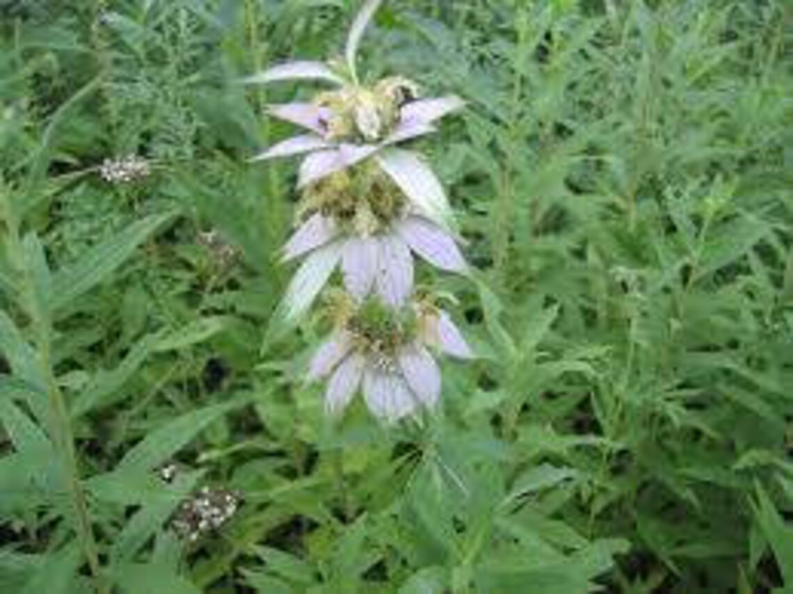 Yellow Dotted Mint Mint Monarda Punctata Medicinal Seeds | Etsy