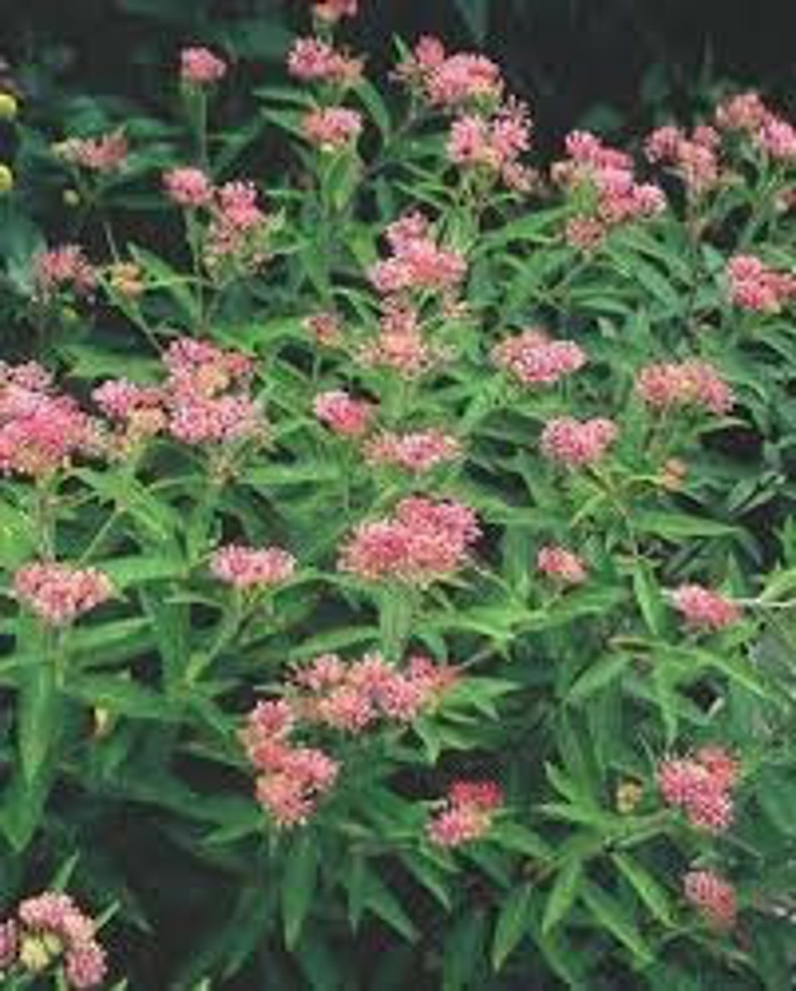 Milkweed Pink Swamp Asclepias Incarnata 25 Seeds per Pack - Etsy