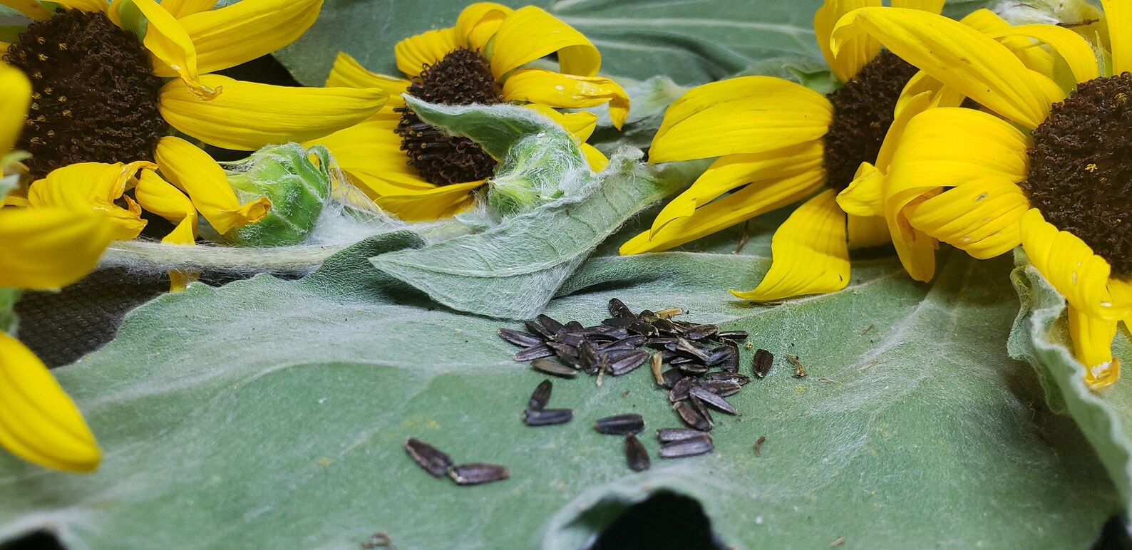 Sunflower Silverleaf Sunflower Helianthus Argophyllus 25 - Etsy