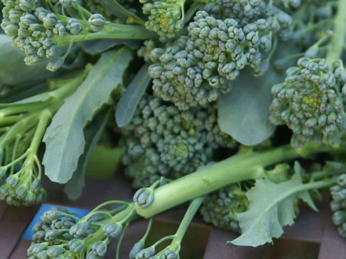 Broccoli, Calabrese Green Sprouting, Brassica Oleracea, Organic, 100 ...
